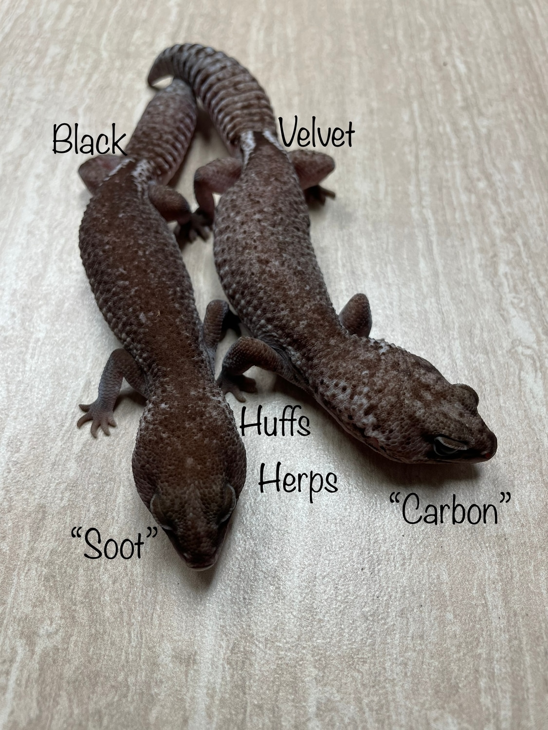 Black Velvet Project African Fat-Tailed Gecko by Huffs Herps - MorphMarket
