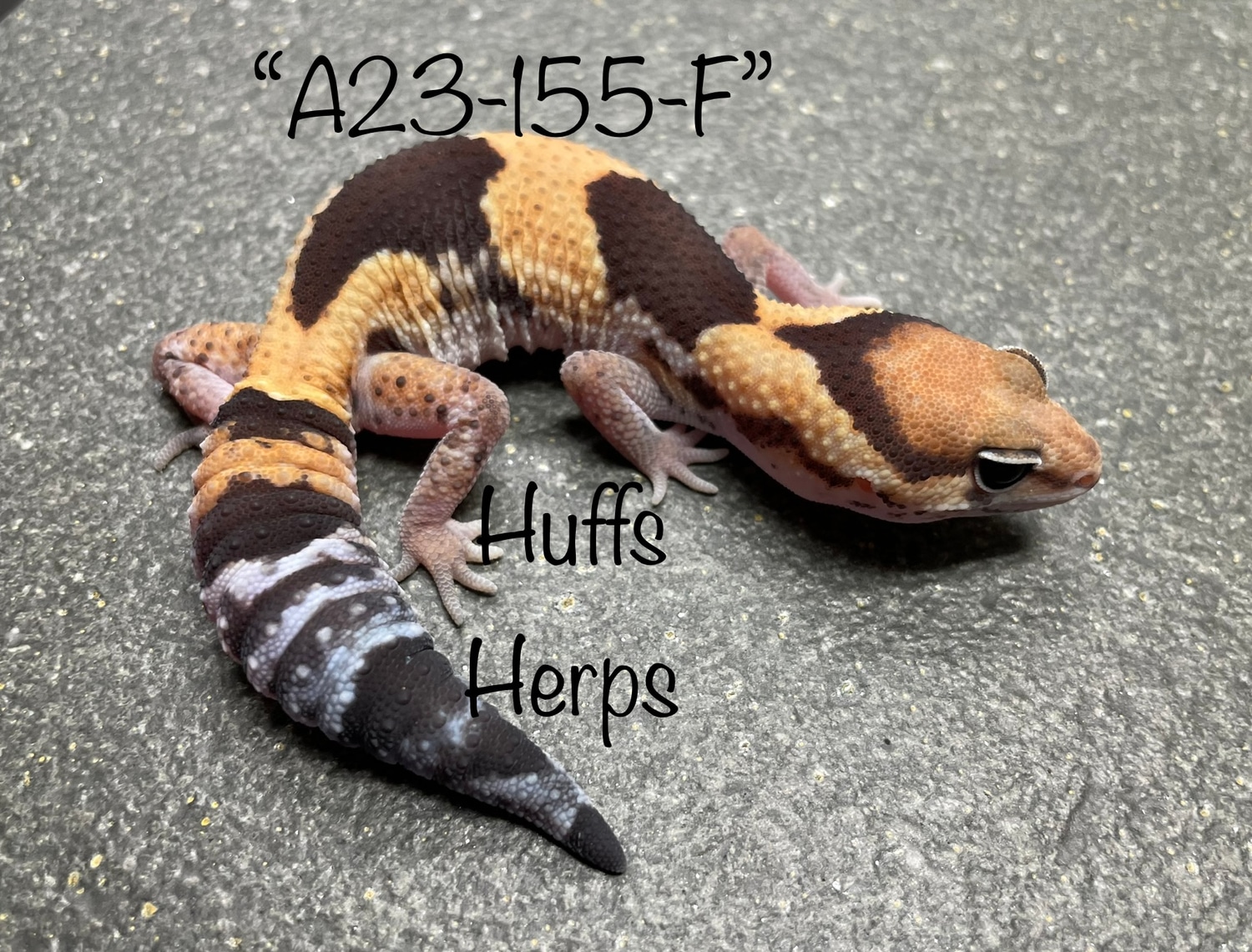 Stinger Het Ghost Pos Het Patternless African Fat-Tailed Gecko by Huffs ...