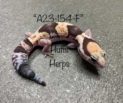 Striped WhiteOut Tangerine Amelanistic Het Oreo Pos Het Patternless ...