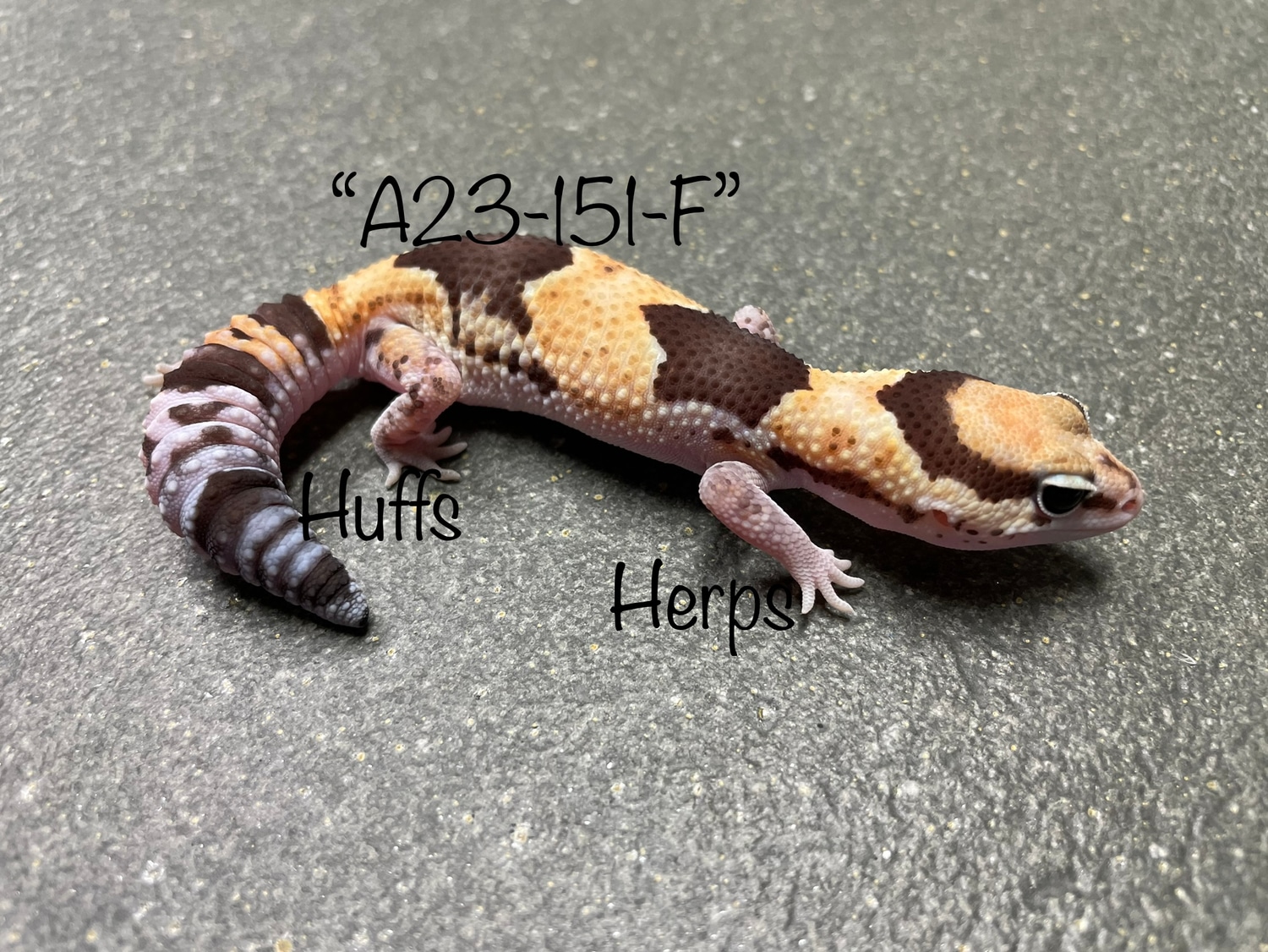 Banded Het Ghost Het Patternless African Fat-Tailed Gecko by Huffs ...