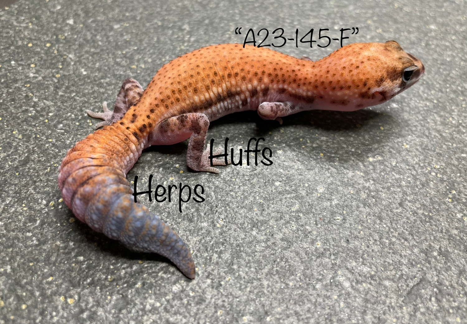 Patternless Pos Het Amelanistic African Fat-Tailed Gecko by Huffs Herps ...