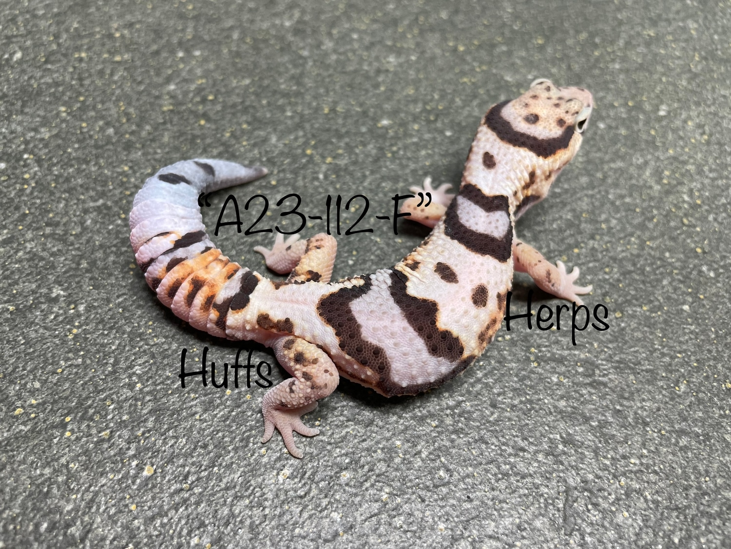 Tangerine WhiteOut Het Amelanistic Pos Het Oreo Pos Het Patternless ...