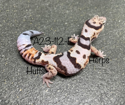 Striped WhiteOut Tangerine Amelanistic Het Oreo Pos Het Patternless ...