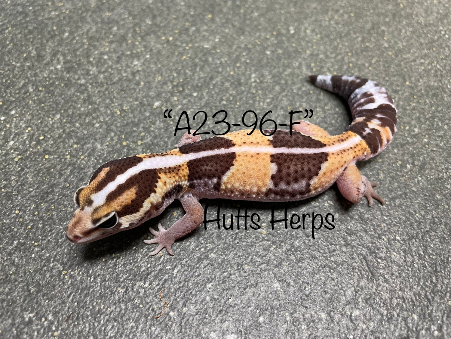 Striped Het Ghost Pos Het Patternless African Fat-Tailed Gecko by Huffs ...