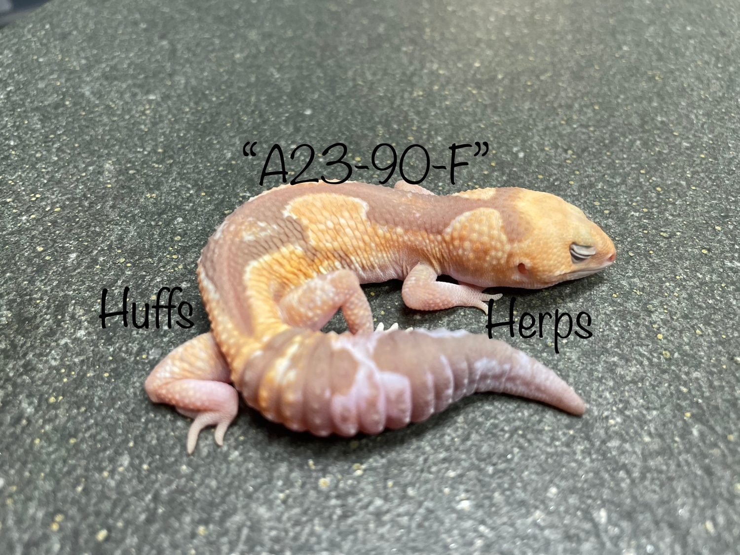 Caramel Zulu Pet Only African Fat-Tailed Gecko by Huffs Herps - MorphMarket