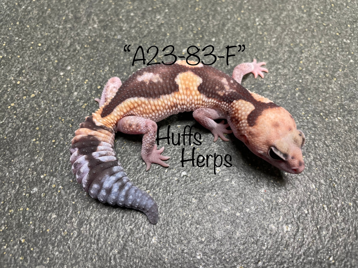 Zulu Het Caramel African Fat-Tailed Gecko by Huffs Herps - MorphMarket