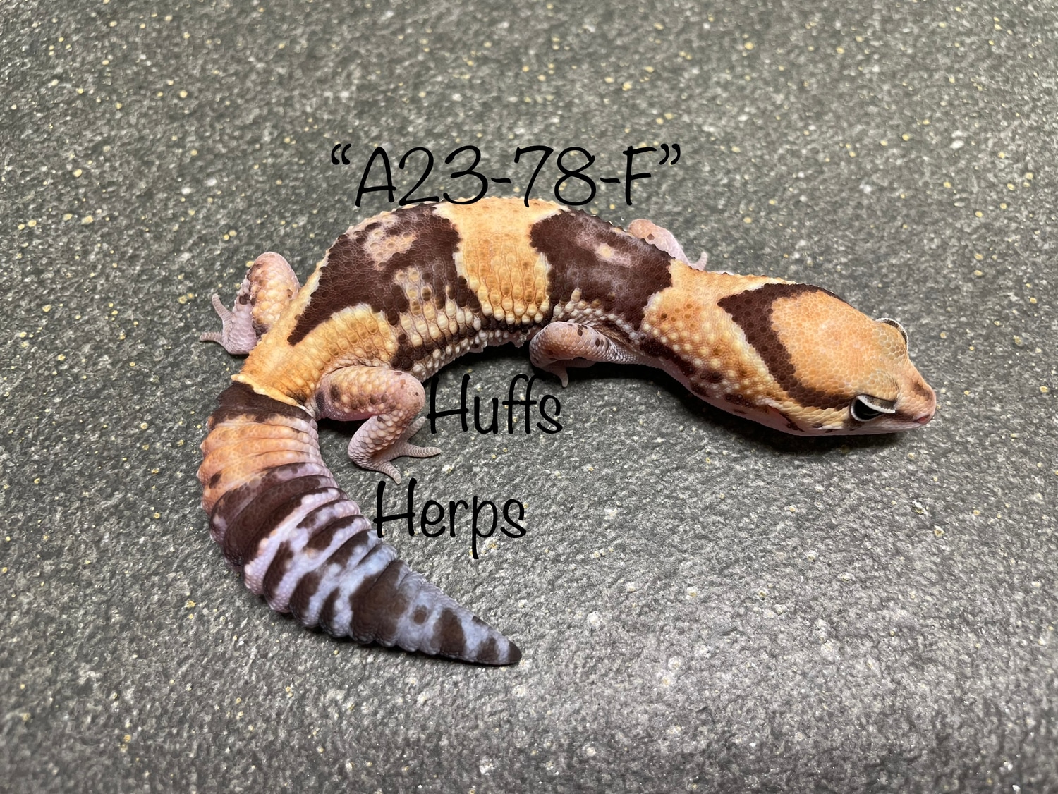 Stinger Het Ghost Het Patternless African Fat-Tailed Gecko by Huffs ...