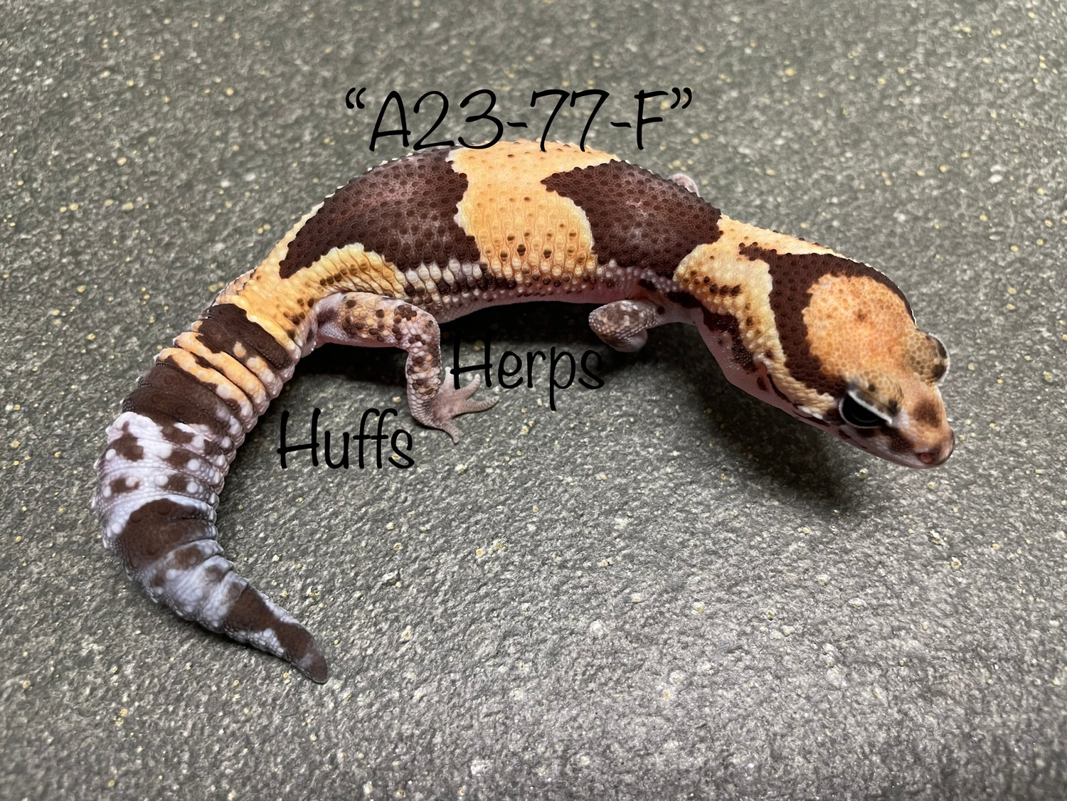 Stinger Het Ghost Het Patternless African Fat-Tailed Gecko by Huffs ...