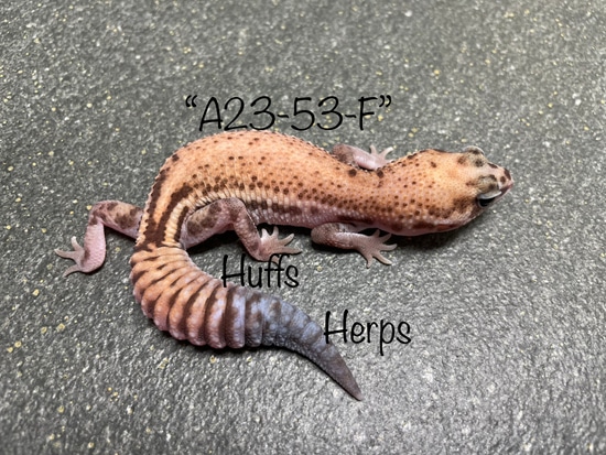 Patternless Het Ghost African Fat-Tailed Gecko by Huffs Herps