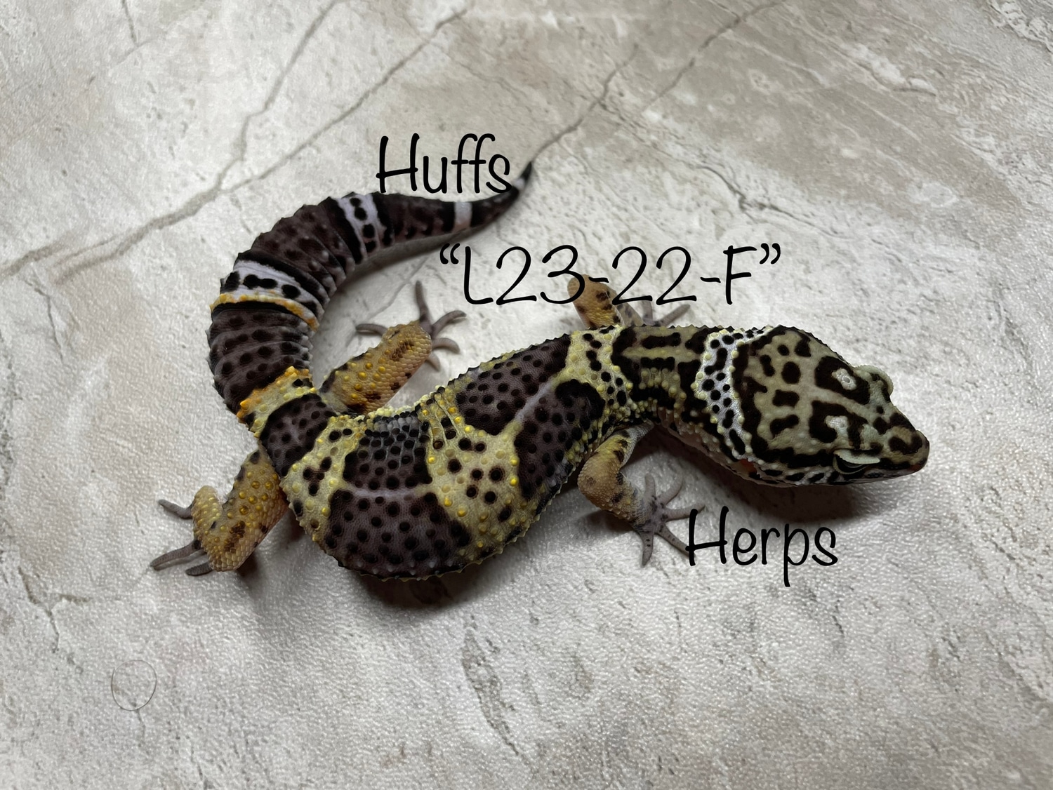Black Pearl/Black Night Cross Pos Het Murphy Patternless Leopard Gecko ...