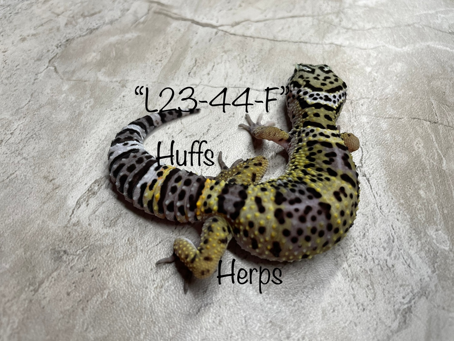 Black Pearl/Black Night Cross Pos Het Murphy Patternless Leopard Gecko ...