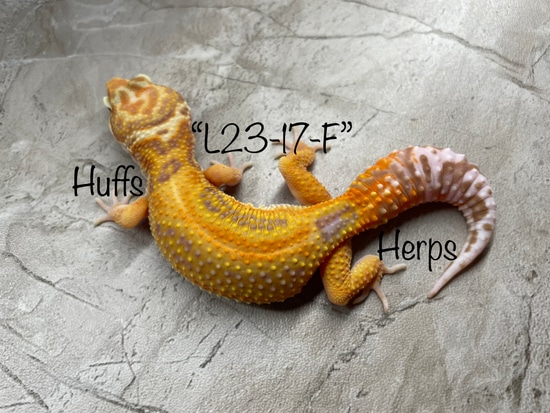 Tangerine Rainwater Pos Het Eclipse (Magma, Atomic, Lava Lines) Leopard ...