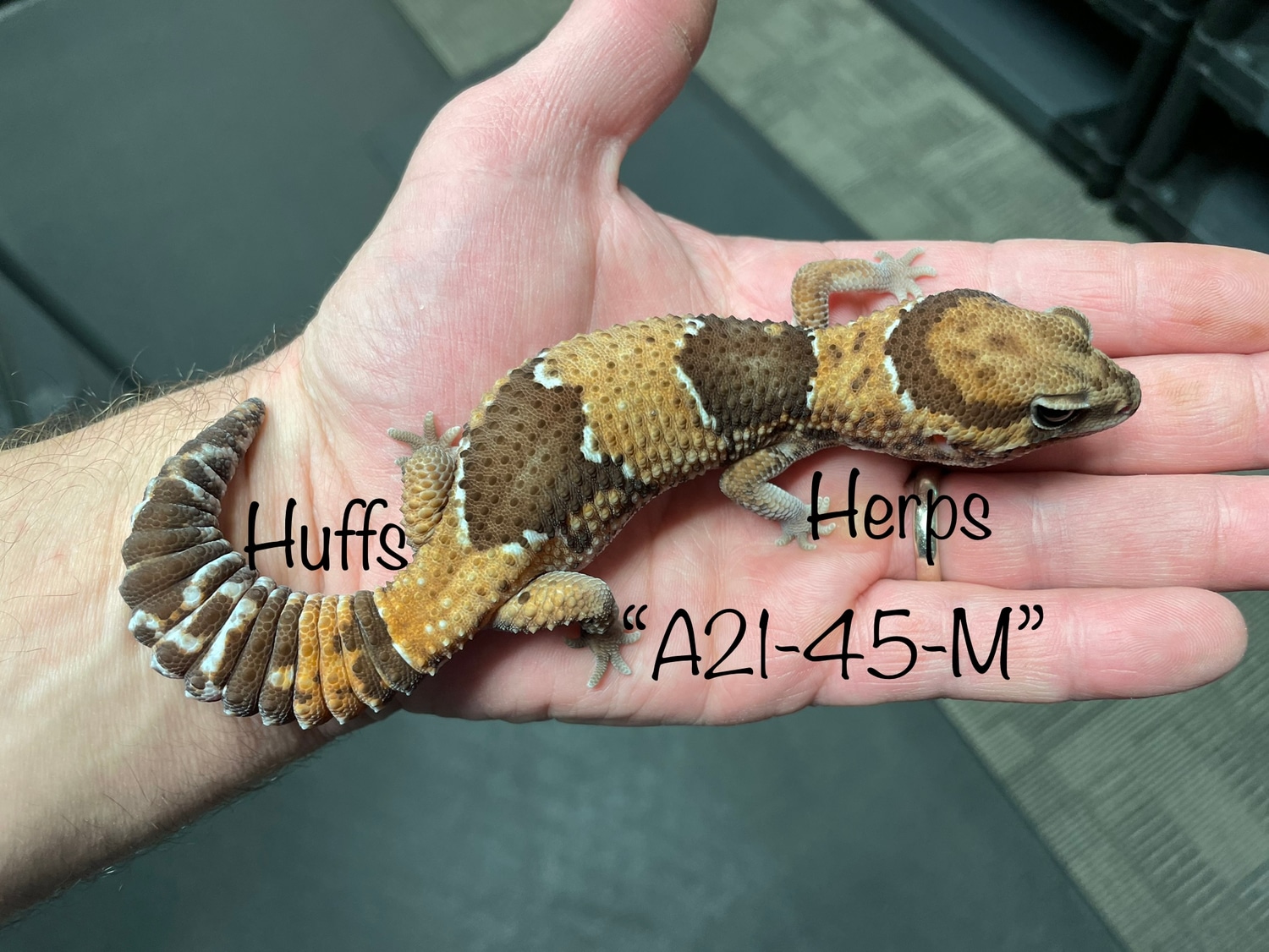 Banded Tangerine Het Amelanistic African Fat-Tailed Gecko by Huffs ...