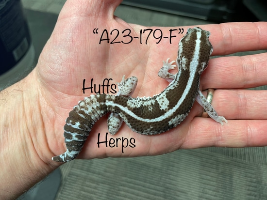 Striped Stinger Oreo Het Patternless Pos Het Ghost African Fat-Tailed ...