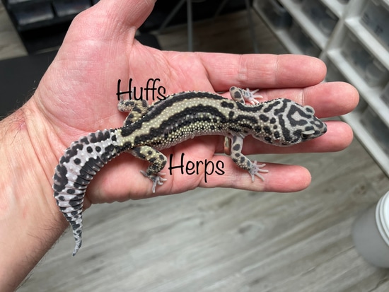 Gem Snow Black Pearl/Bold Stripe Cross Pos Het Murphy Patternless ...