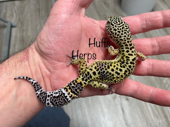 Black Pearl/Black Night Cross Pos Het Murphy Patternless Leopard Gecko ...