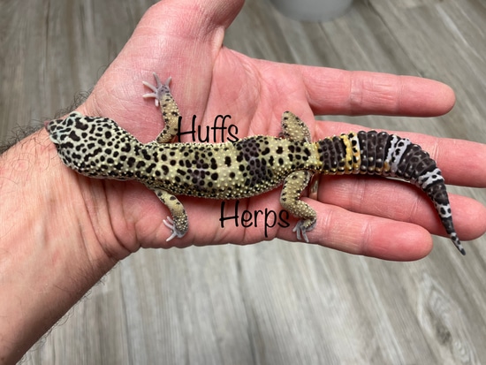 Black Pearl/Black Night Cross Pos Het Murphy Patternless Leopard Gecko ...