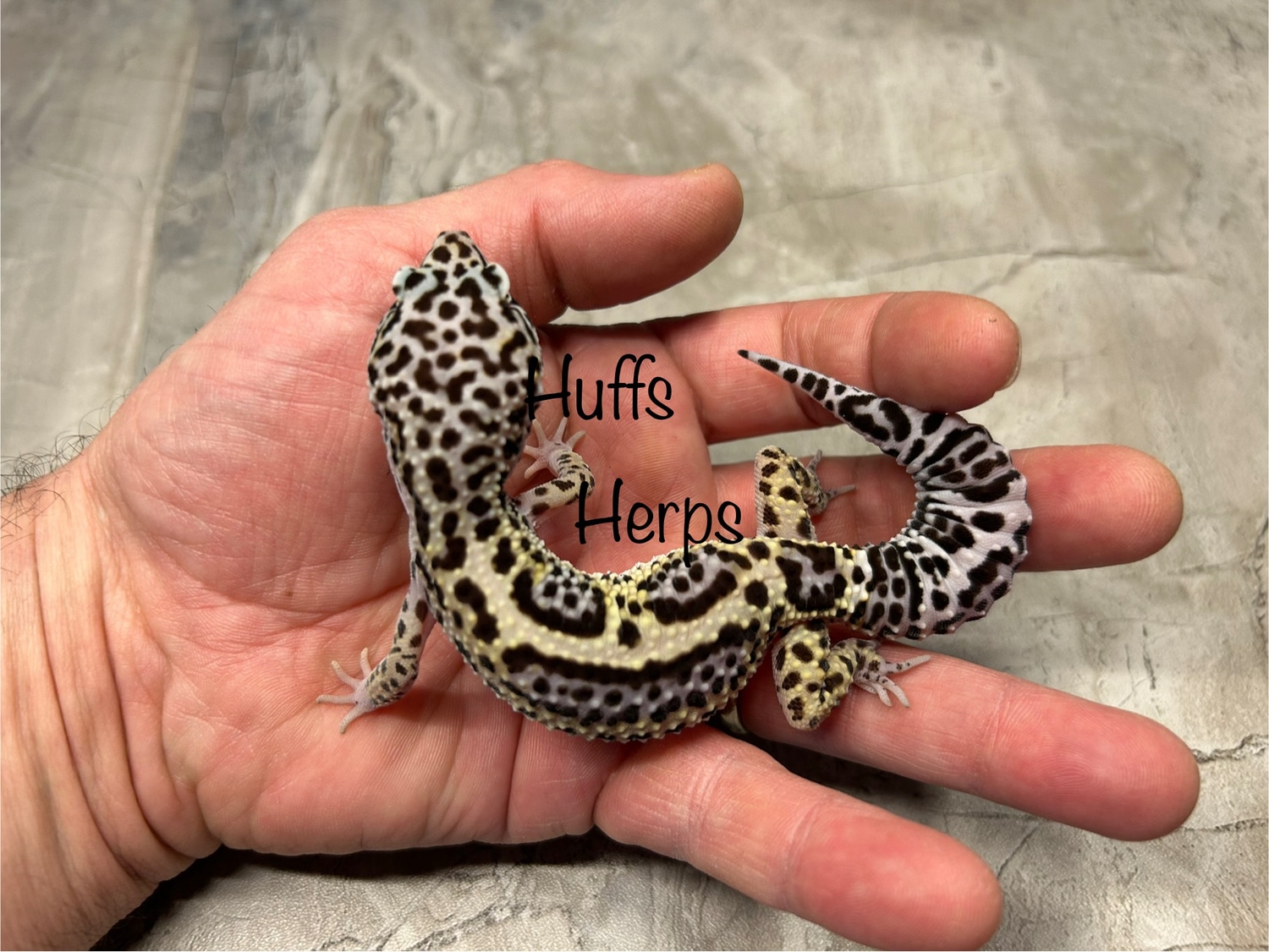 Mack Snow Bold Cross Het Tremper Het Eclipse