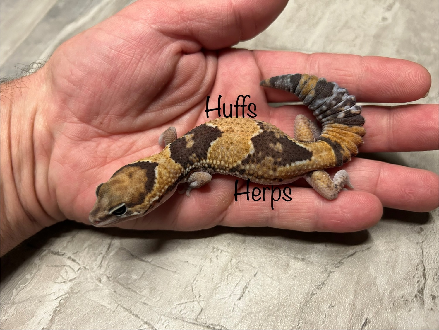 FREE SHIPPING! Tangerine pos het Amelanistic pos het Ghost pos het ...