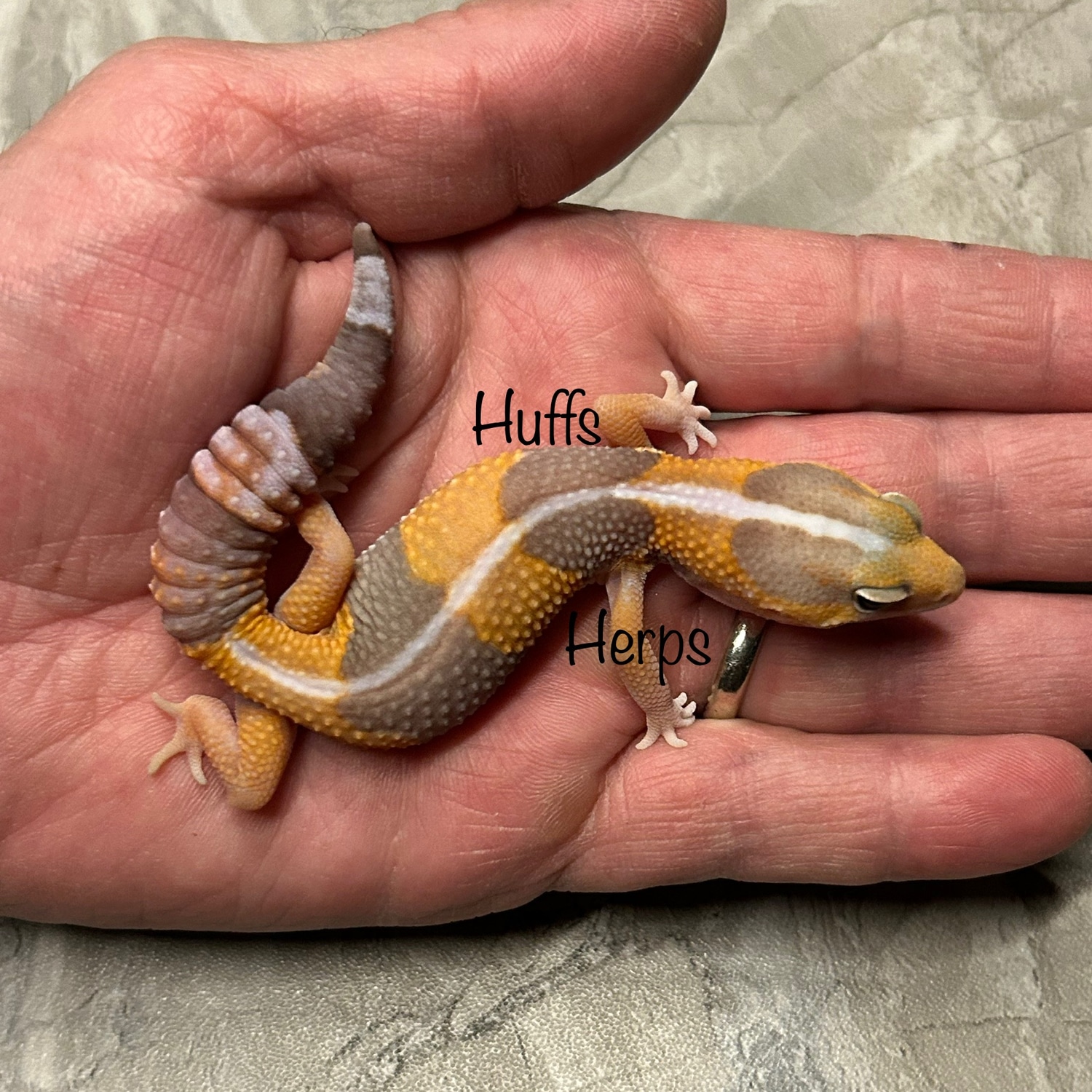 Huffs Herps