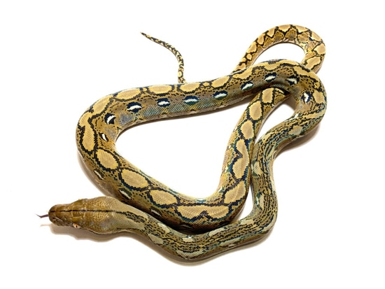 Wild Type HOGS Reticulated Python by Coltons Colossal Retics