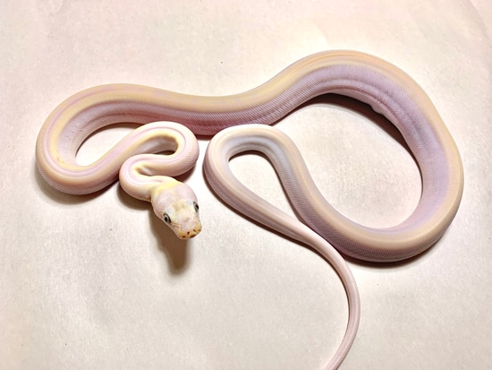 Cow Reticulated Python by Coltons Colossal Retics