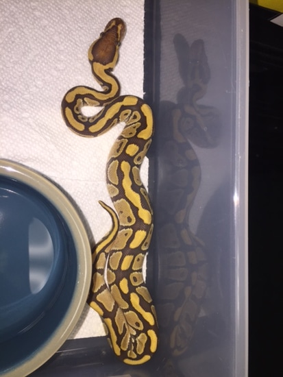 Caramel Albino 100% Het-Hypo Ball Python by Palumbo's Pythons & Boas