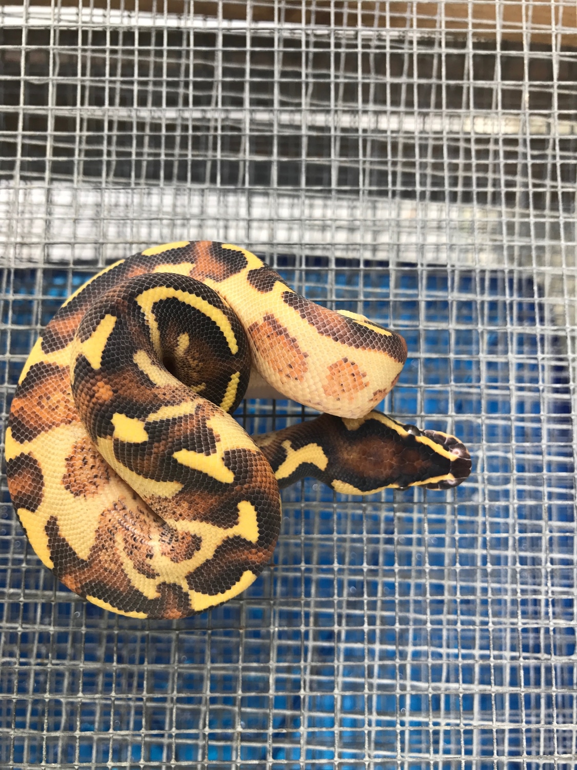 Enchi Freeway Het-Albino Ball Python by Palumbo's Pythons & Boas - MorphMarket
