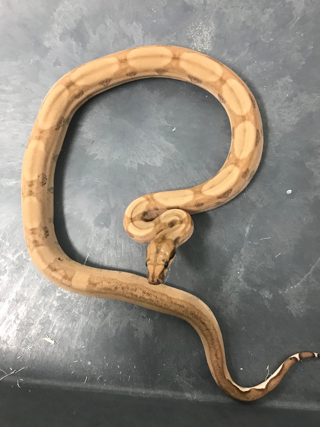 Plasma Boa (Pos Super Hypo Blood Type 2 Anery) Boa Constrictor by ...