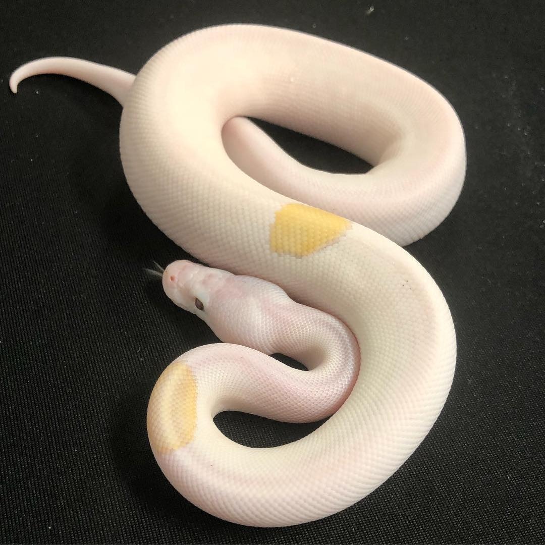 Banana Lesser Orange Dream Pied (Pos Leopard, YB, Enchi) Ball Python by ...