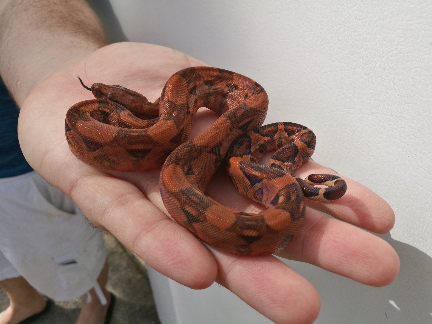 Blood ParaHet (100% Het Sharp Albino Or BWC T+) Boa Constrictor by ...