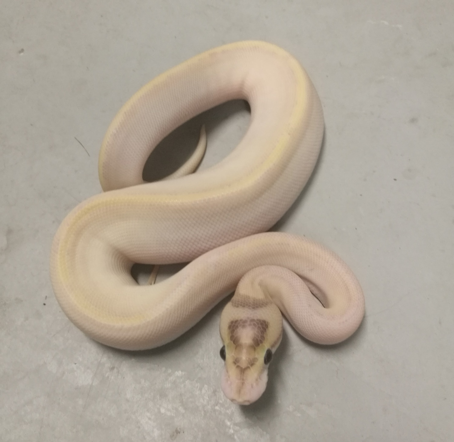 Ivory Enchi (Pos High Intensity OD, Pos Super Enchi) Ball Python by ...