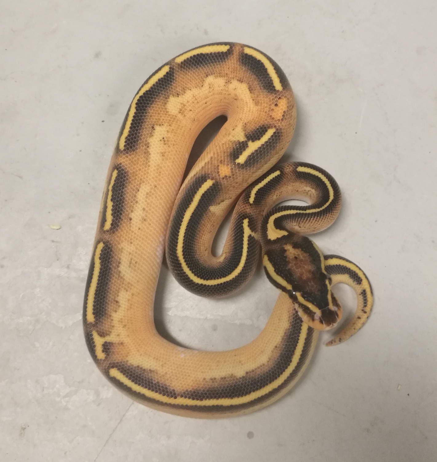 High Intensity Orange Dream Mardi Gras Ball Python by Palumbo's Pythons ...