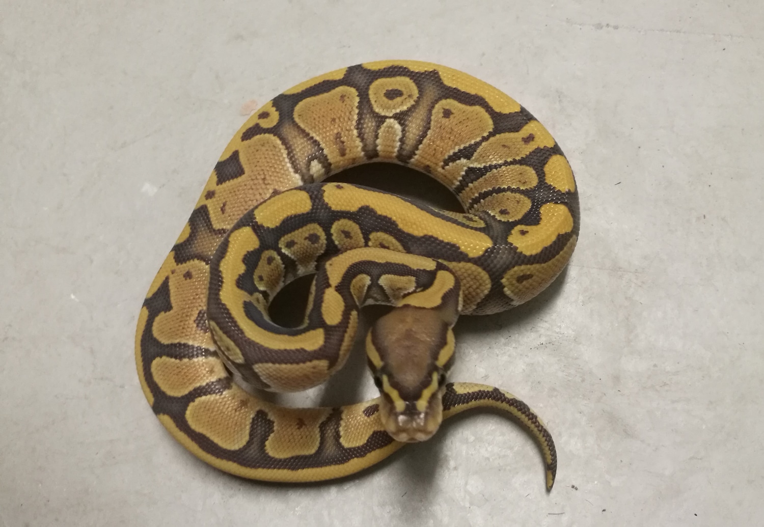 Hypo 100% Het Pied Ball Python by Palumbo's Pythons & Boas - MorphMarket