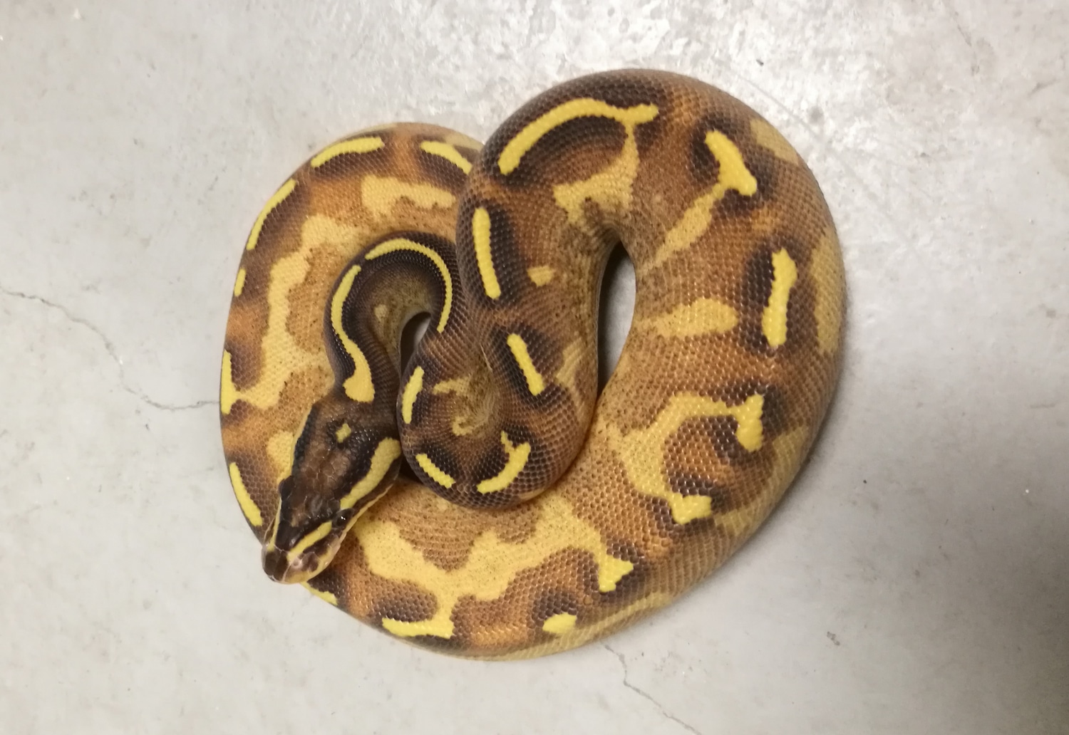 Mardi Gras 50% Het Albino 2 Ball Python by Palumbo's Pythons & Boas ...