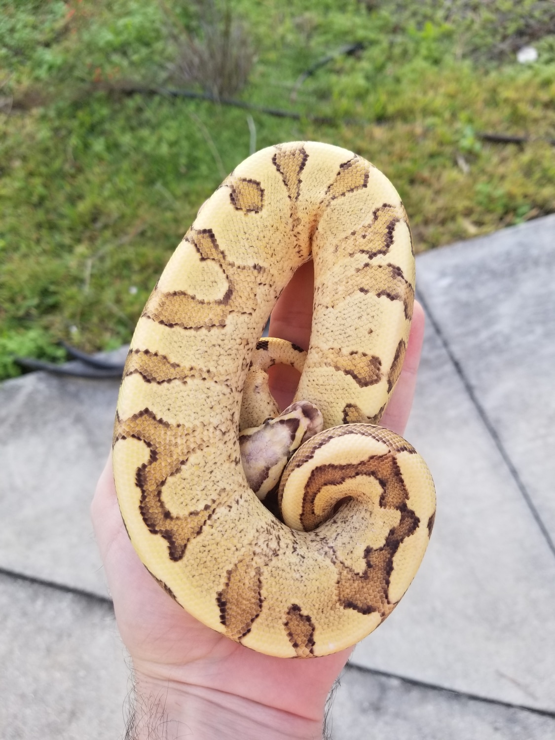 Orange Dream Vanilla Fire (Vanilla Cream) 100% Het Clown Ball Python by ...