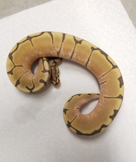 Hypo Spider Het Caramel Ball Python by Palumbo's Pythons & Boas