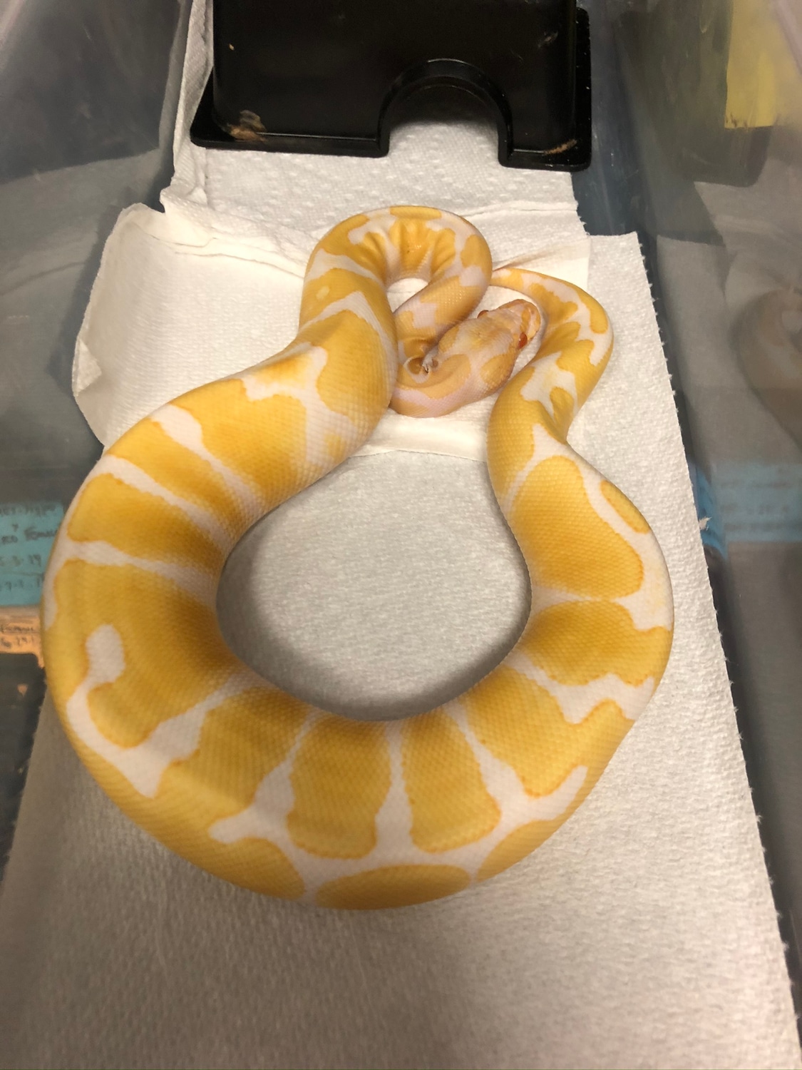 Albino Asphalt Or Yellow Belly (Pos Enchi) Ball Python by Palumbo's ...