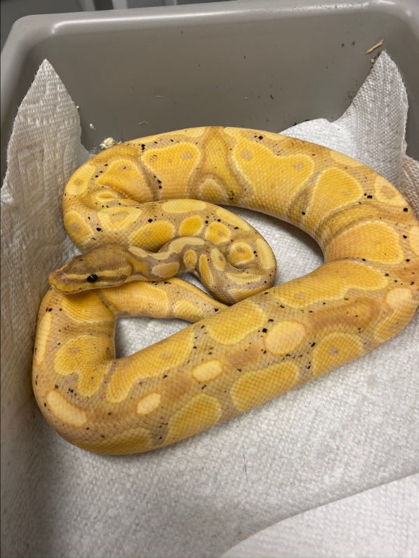 Banana Orange Dream Hypo (Pos Enchi) 50% Het Pied Ball Python by ...