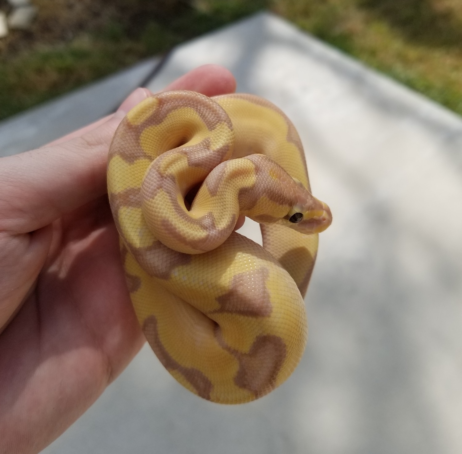 Super Orange Dream Super Enchi Banana Fire YB 100% Het Pied 50% Het ...