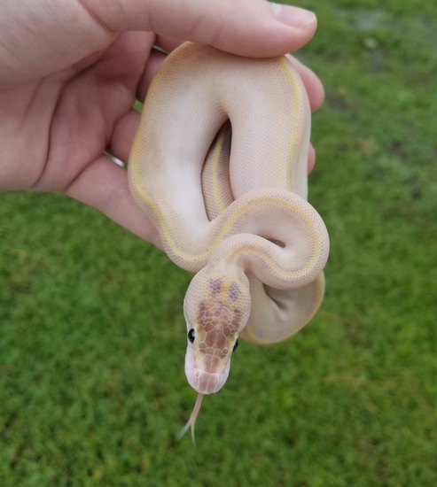Enchi Ivory Het Albino Ball Python by Palumbo's Pythons & Boas
