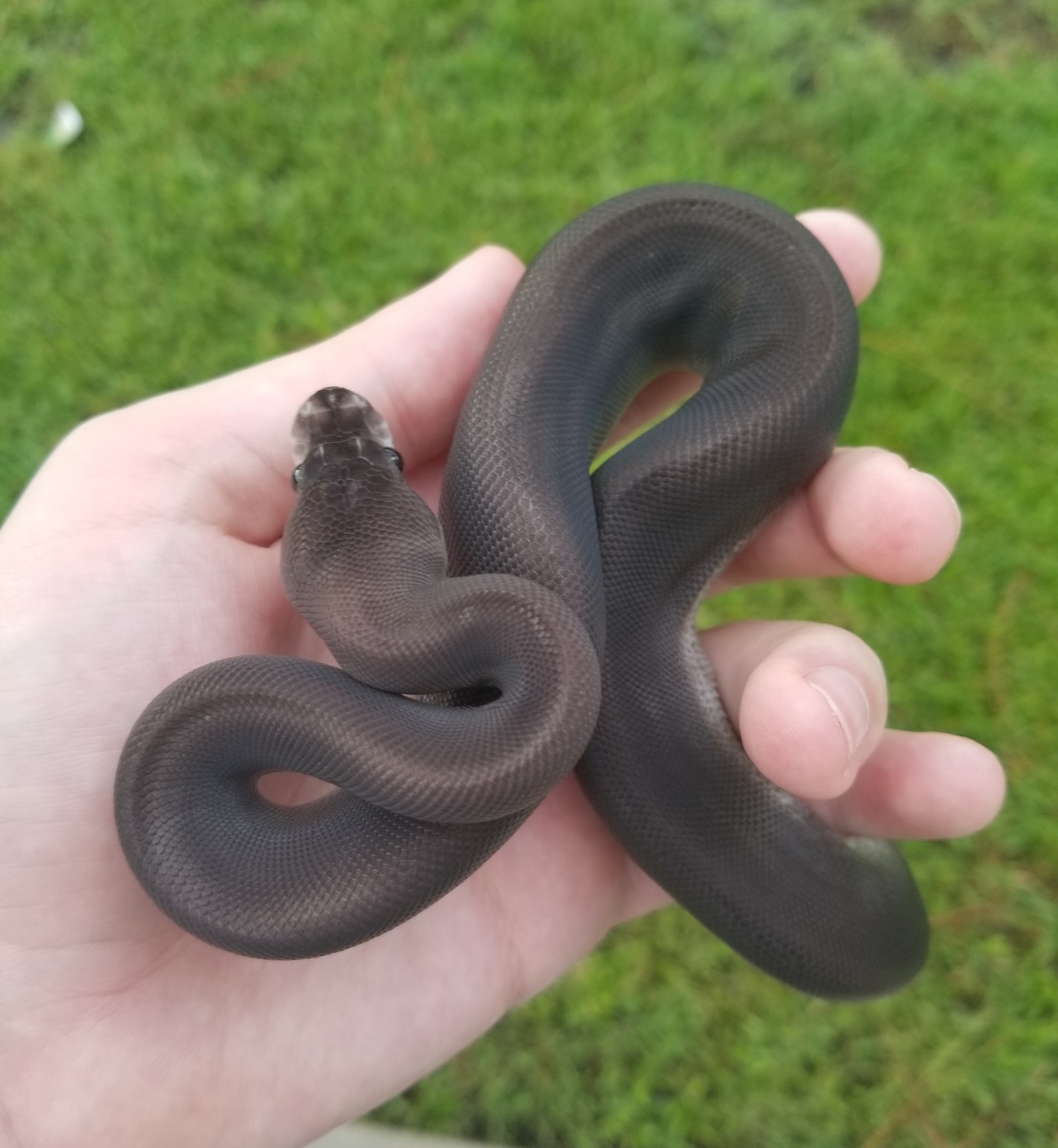 Super Black Pastel Het Pied Ball Python by Palumbo's Pythons & Boas ...