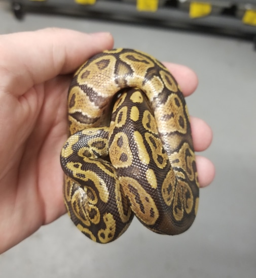 Hypo (Pos Super) Enchi (Pos Super) Hurricane 66% Het Rainbow Ball ...