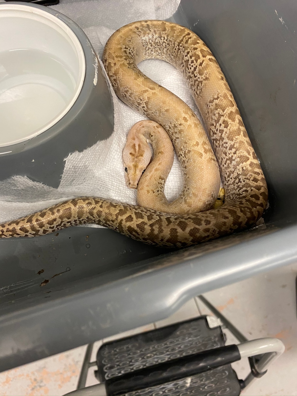 Enigma Line Granite 66% Het Albino Green Burmese Python by Palumbo's ...