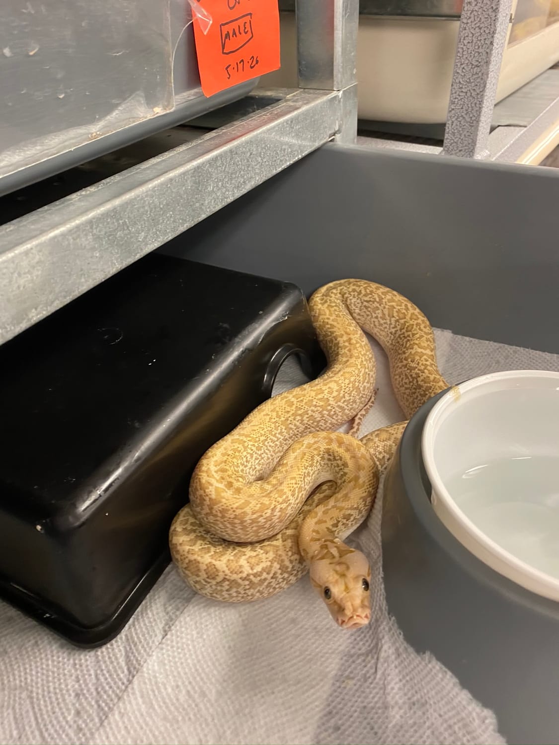 Hypo Granite 66% Het Albino Green (Enigma Line) Burmese Python by ...