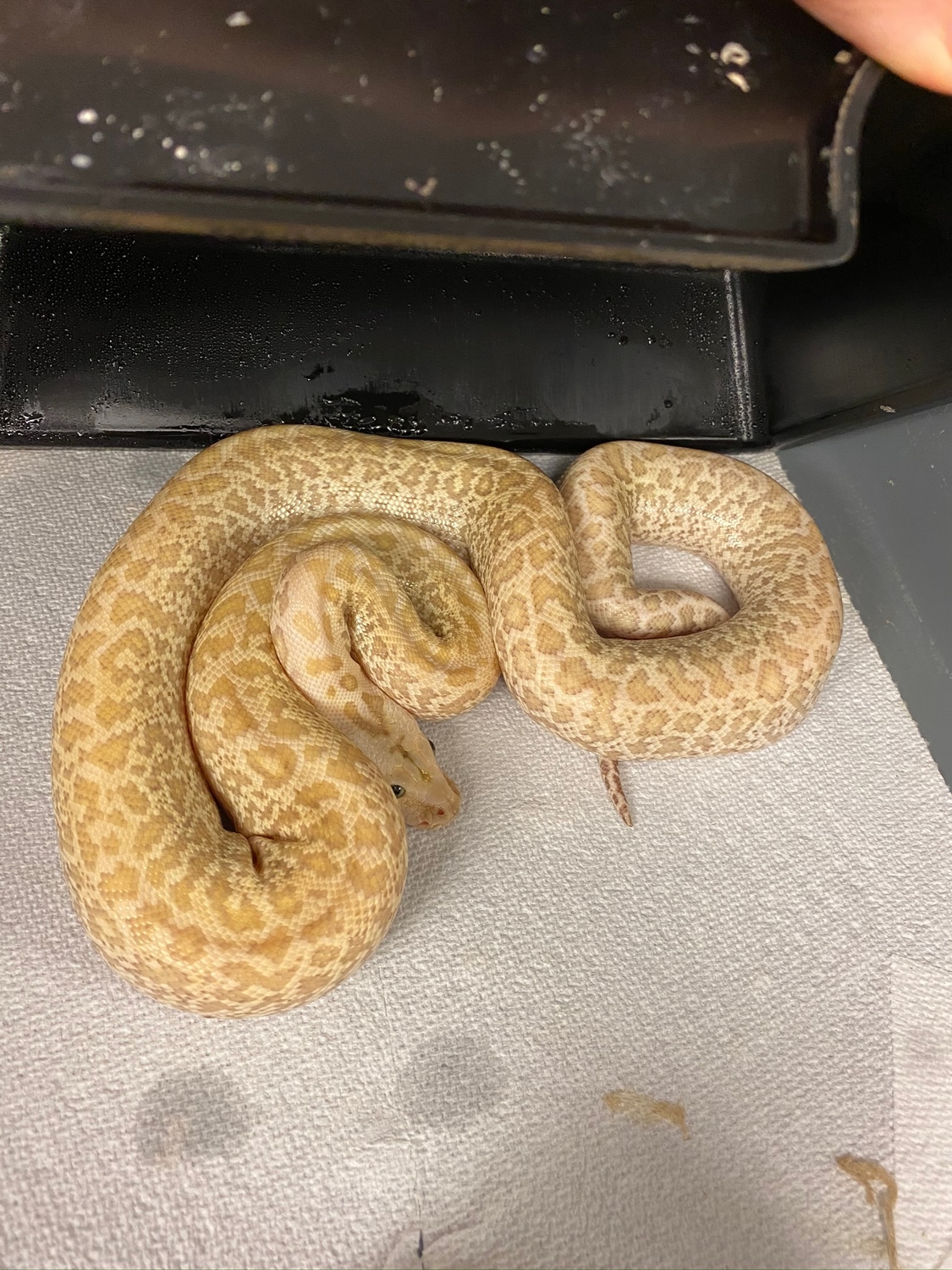 Hypo Granite 66% Het Albino Green (Enigma Line) Burmese Python by ...