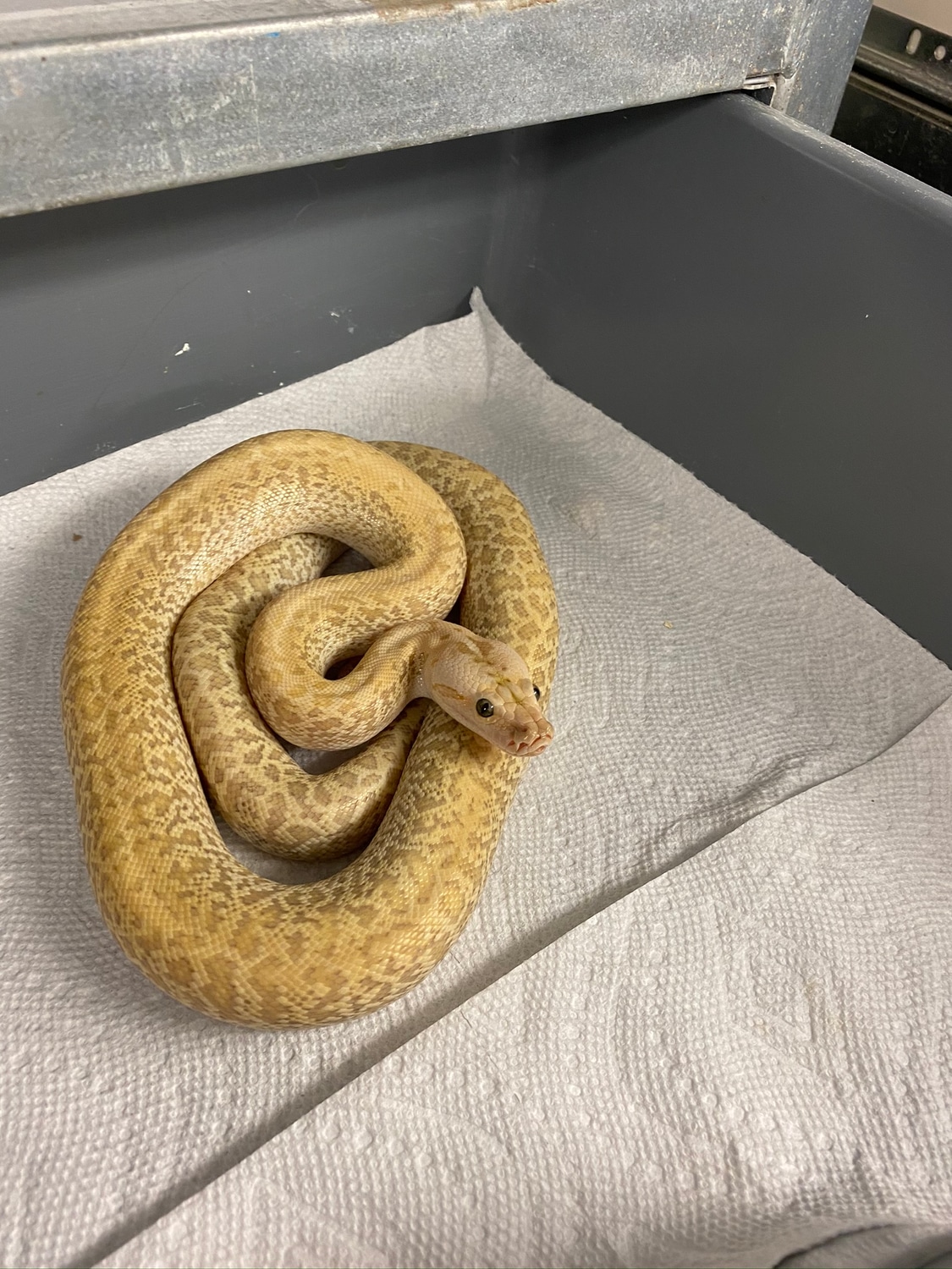 Hypo Granite 66% Het Albino Green (Enigma Line) Burmese Python by ...