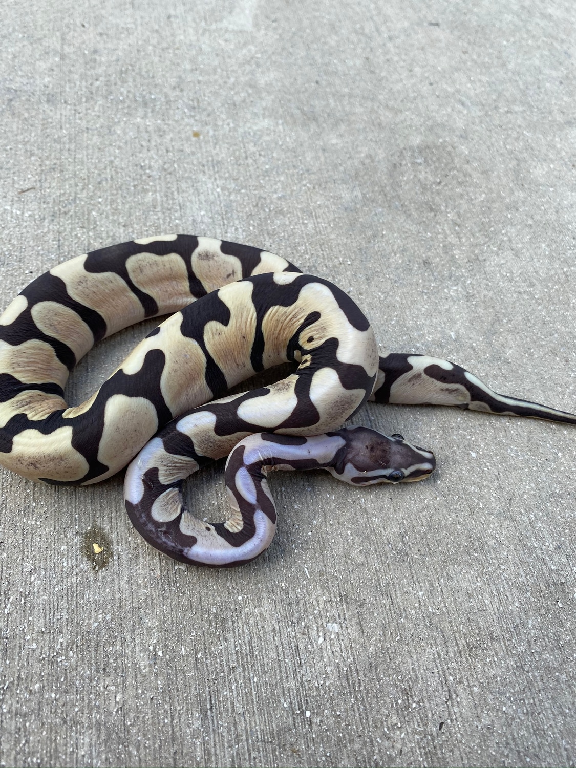 Scaleless Blade Ball Python by Palumbo's Pythons & Boas - MorphMarket