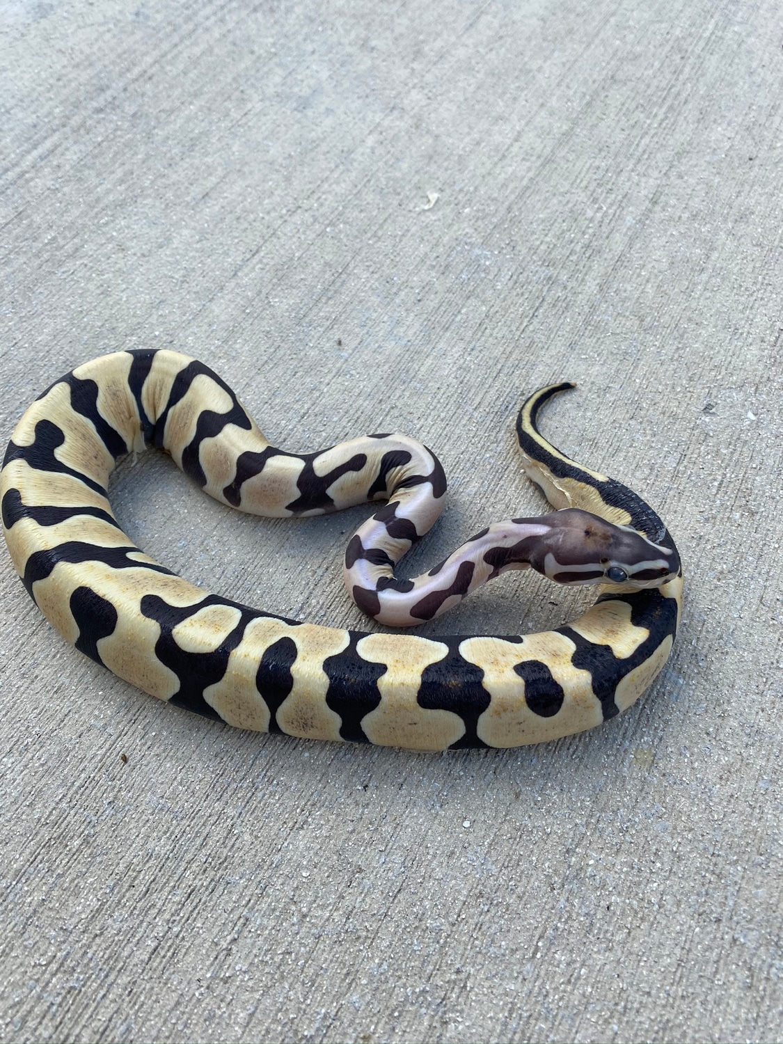 Scaleless Blade Ball Python by Palumbo's Pythons & Boas - MorphMarket