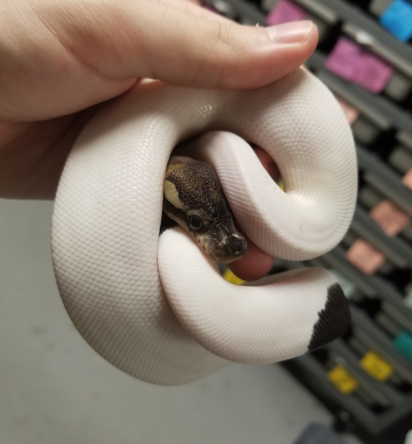 Panda Pied (Super Black Pastel Pied) Ball Python by Palumbo's Pythons ...